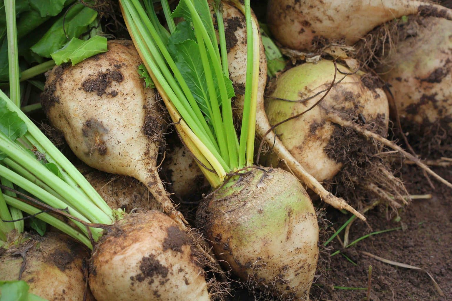 Low-carbon and circular biobased carboxylic acids | AFYREN